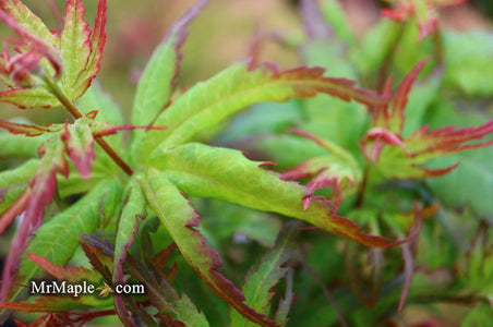 Buy Acer palmatum 'Angel the Prince' Japanese Maple — Mr Maple │ Buy ...