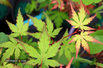 Buy Acer palmatum 'Angel the Prince' Japanese Maple — Mr Maple │ Buy ...