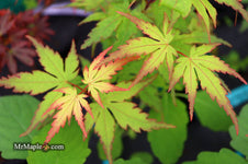 Buy Acer palmatum 'Angel the Prince' Japanese Maple — Mr Maple │ Buy ...