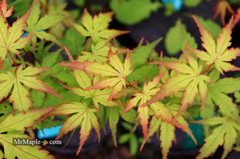 Buy Acer palmatum 'Angel the Prince' Japanese Maple — Mr Maple │ Buy ...