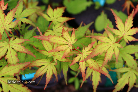 Buy Acer palmatum 'Angel the Prince' Japanese Maple — Mr Maple │ Buy ...