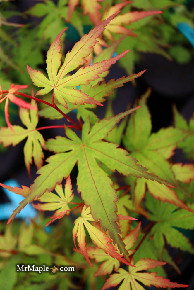 Buy Acer palmatum 'Angel the Prince' Japanese Maple — Mr Maple │ Buy ...