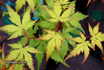 Buy Acer palmatum 'Angel the Prince' Japanese Maple — Mr Maple │ Buy ...