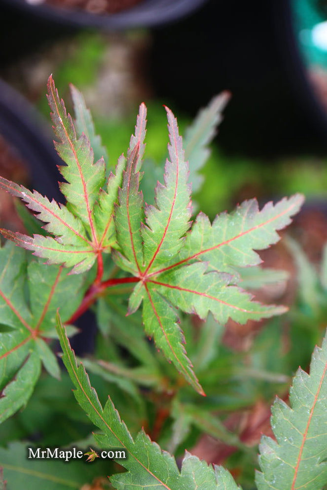 Buy Acer palmatum 'Angel the Prince' Japanese Maple — Mr Maple │ Buy ...