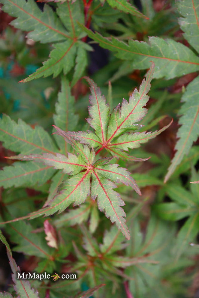 Buy Acer palmatum 'Angel the Prince' Japanese Maple — Mr Maple │ Buy ...