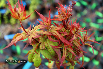 Buy Acer palmatum 'Angel the Prince' Japanese Maple — Mr Maple │ Buy ...