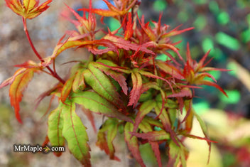 Buy Acer palmatum 'Angel the Prince' Japanese Maple — Mr Maple │ Buy ...