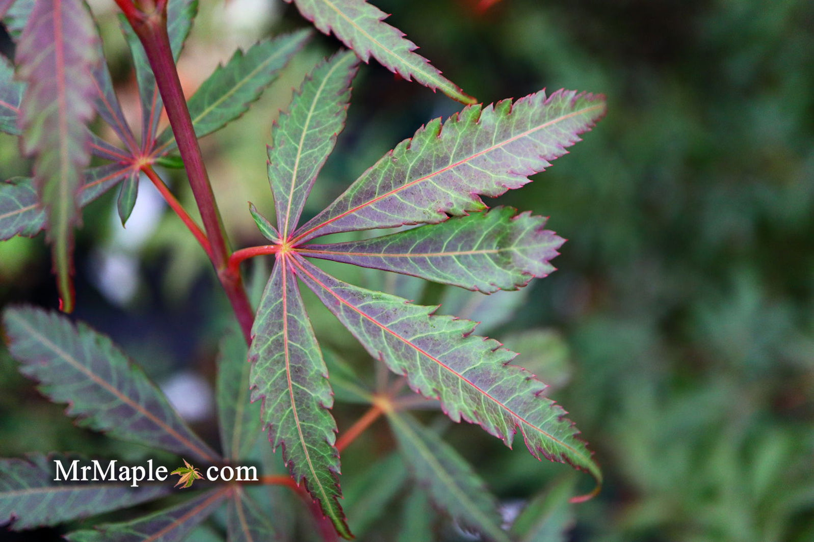 Buy Acer palmatum 'Anna's Broom' Dwarf Red Japanese Maple Tree — Mr ...