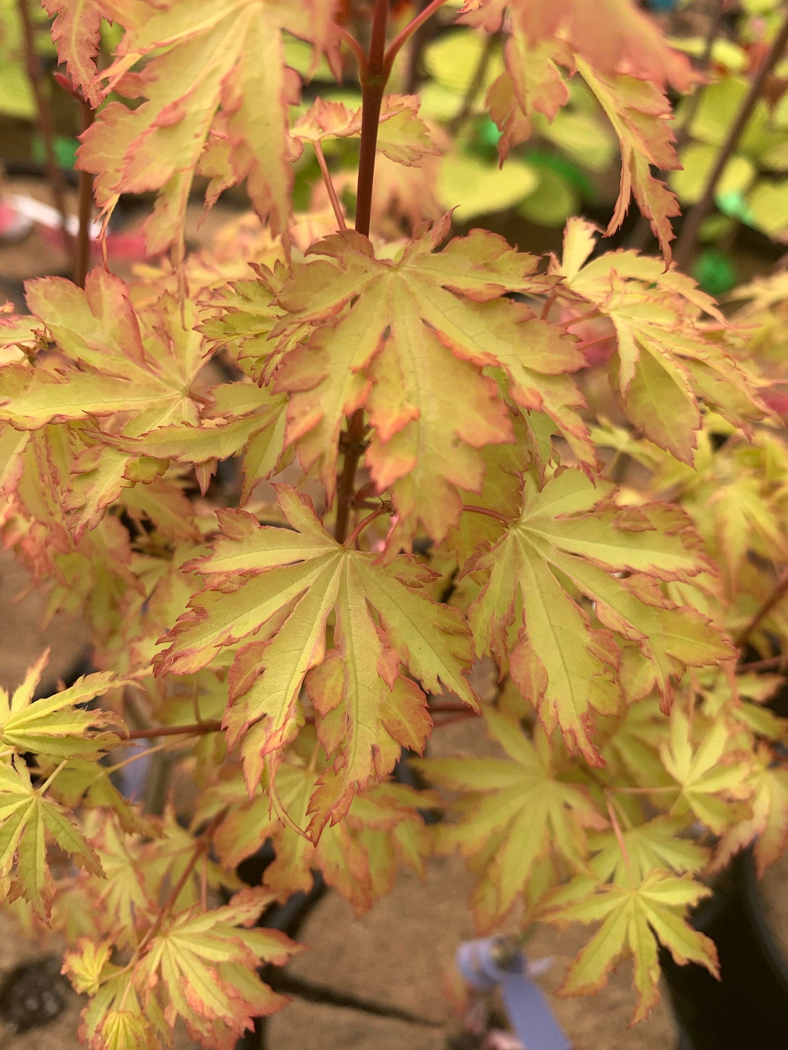 Buy Zone 9 Heat Tolerant Japanese Maples — Mr Maple │ Buy Japanese ...