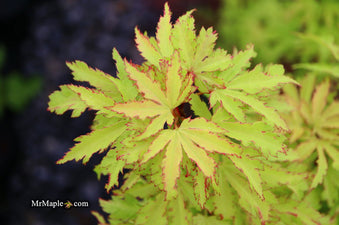 Buy Acer palmatum Anne-Irene Japanese Maple — Mr Maple │ Buy Japanese ...