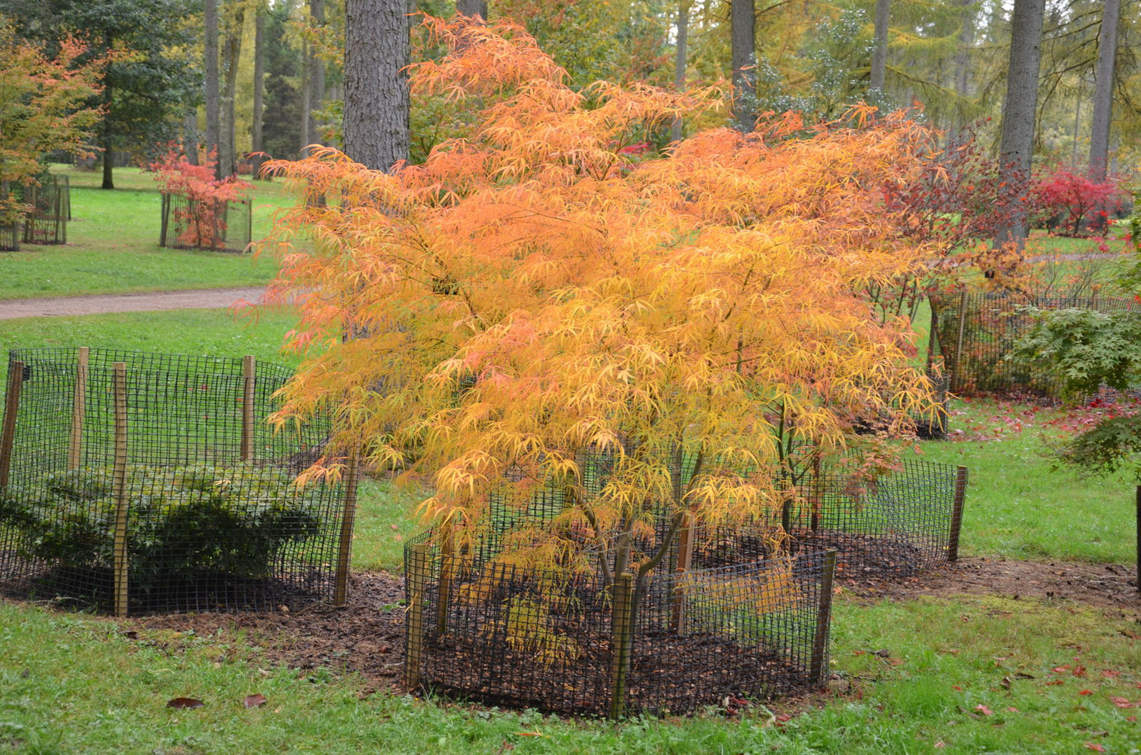 Buy Acer palmatum 'Ao shime-no-uchi shidare' Green Linearilobum ...