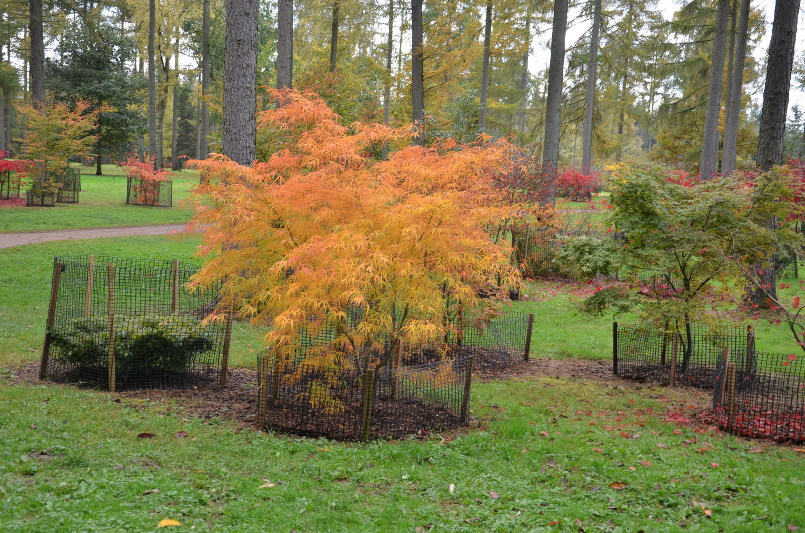 Buy Acer palmatum 'Ao shime-no-uchi shidare' Green Linearilobum ...
