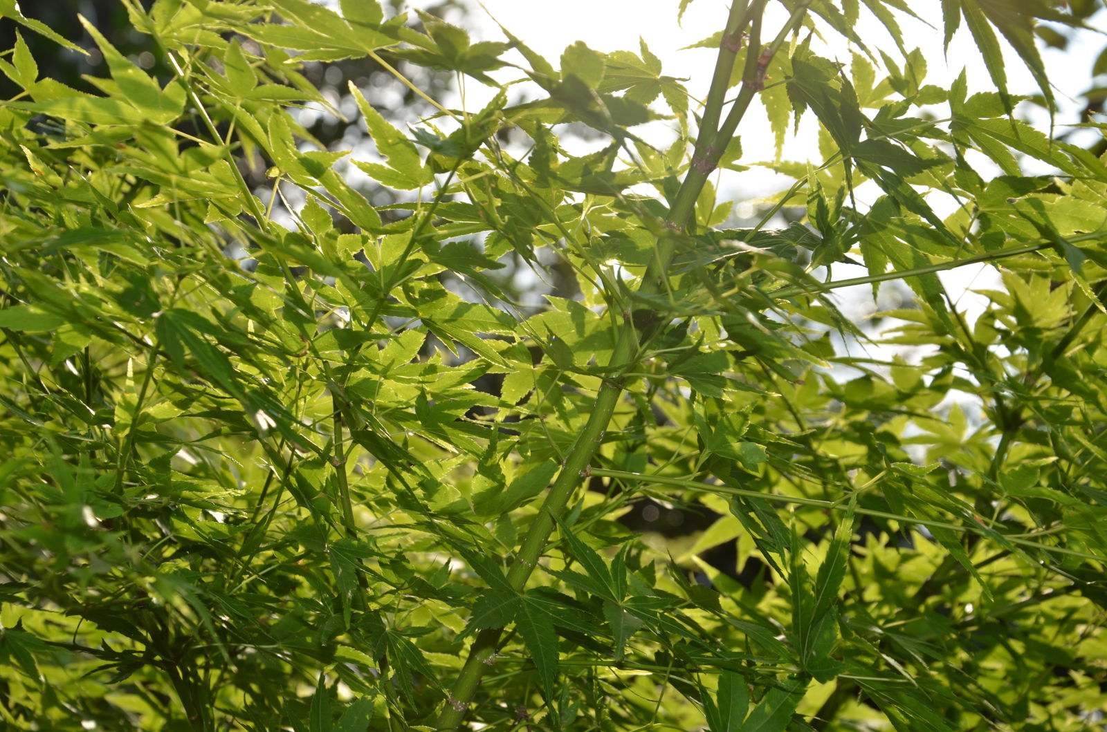 Buy Acer palmatum 'Aoyagi' Green Bark Japanese Maple — Mr Maple │ Buy ...