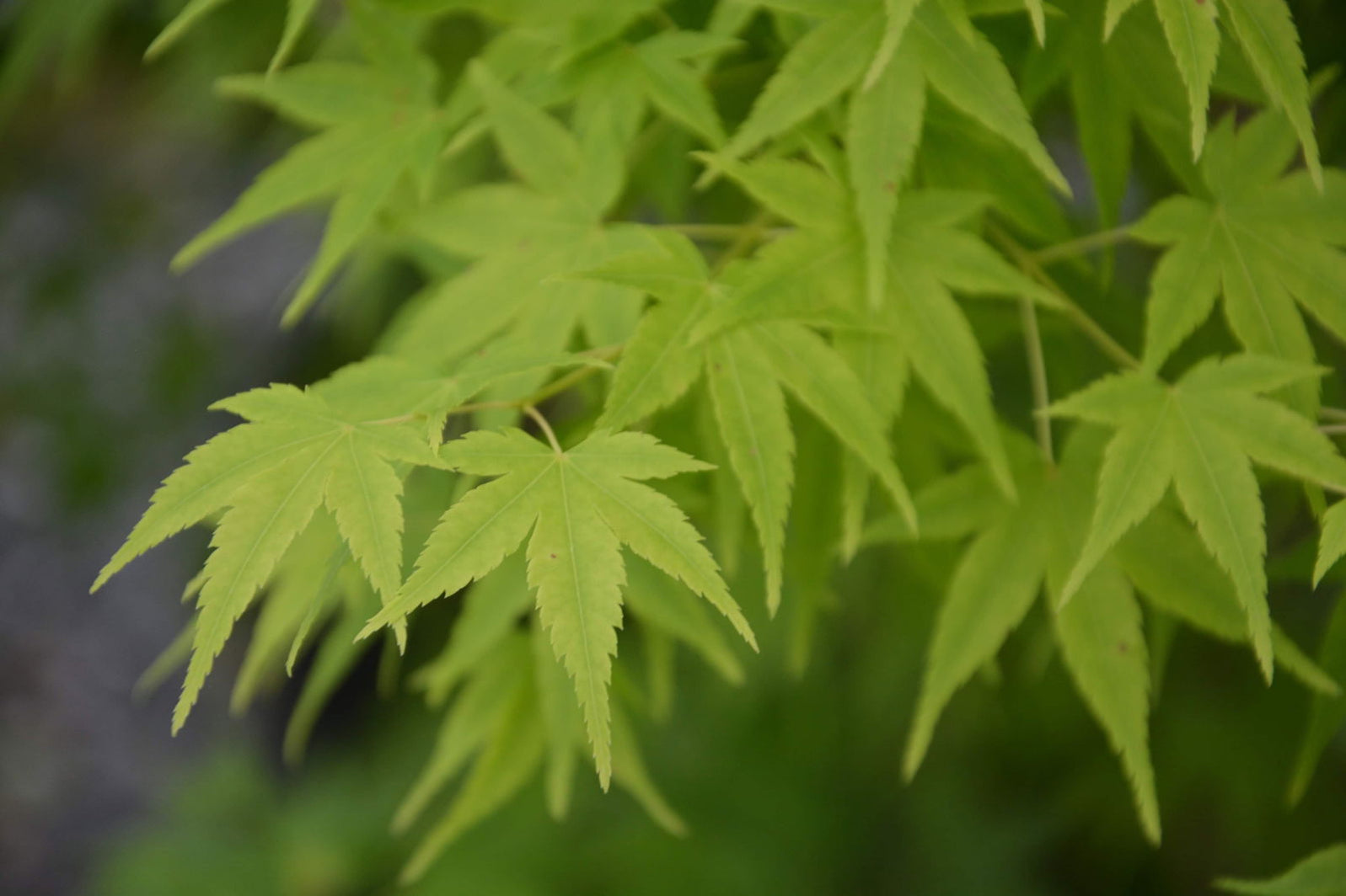 Buy Acer palmatum 'Aoyagi' Green Bark Japanese Maple — Mr Maple │ Buy ...