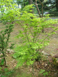 Buy Acer palmatum 'Aoyagi' Green Bark Japanese Maple — Mr Maple │ Buy ...