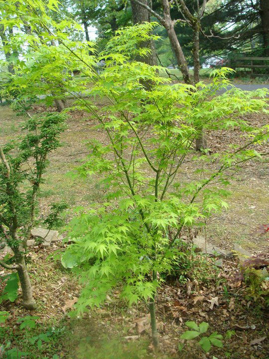 Buy Acer palmatum 'Aoyagi' Green Bark Japanese Maple — Mr Maple │ Buy ...