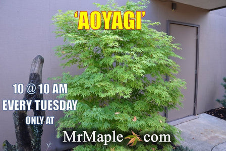 Buy Acer palmatum 'Aoyagi' Green Bark Japanese Maple — Mr Maple │ Buy ...