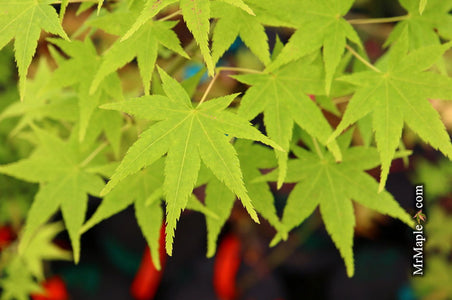 Buy Acer palmatum 'Aoyagi' Green Bark Japanese Maple — Mr Maple │ Buy ...