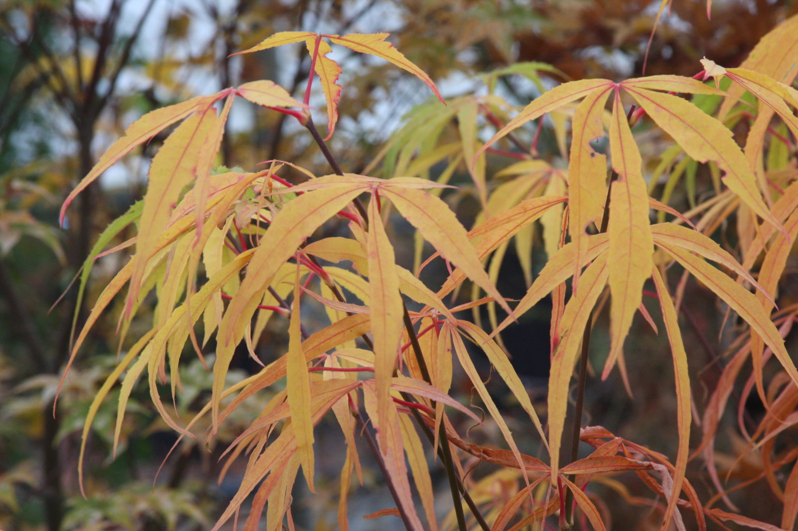 Buy Acer palmatum 'Aoyagi gawa' Strap Leaf Japanese Maple — Mr Maple ...