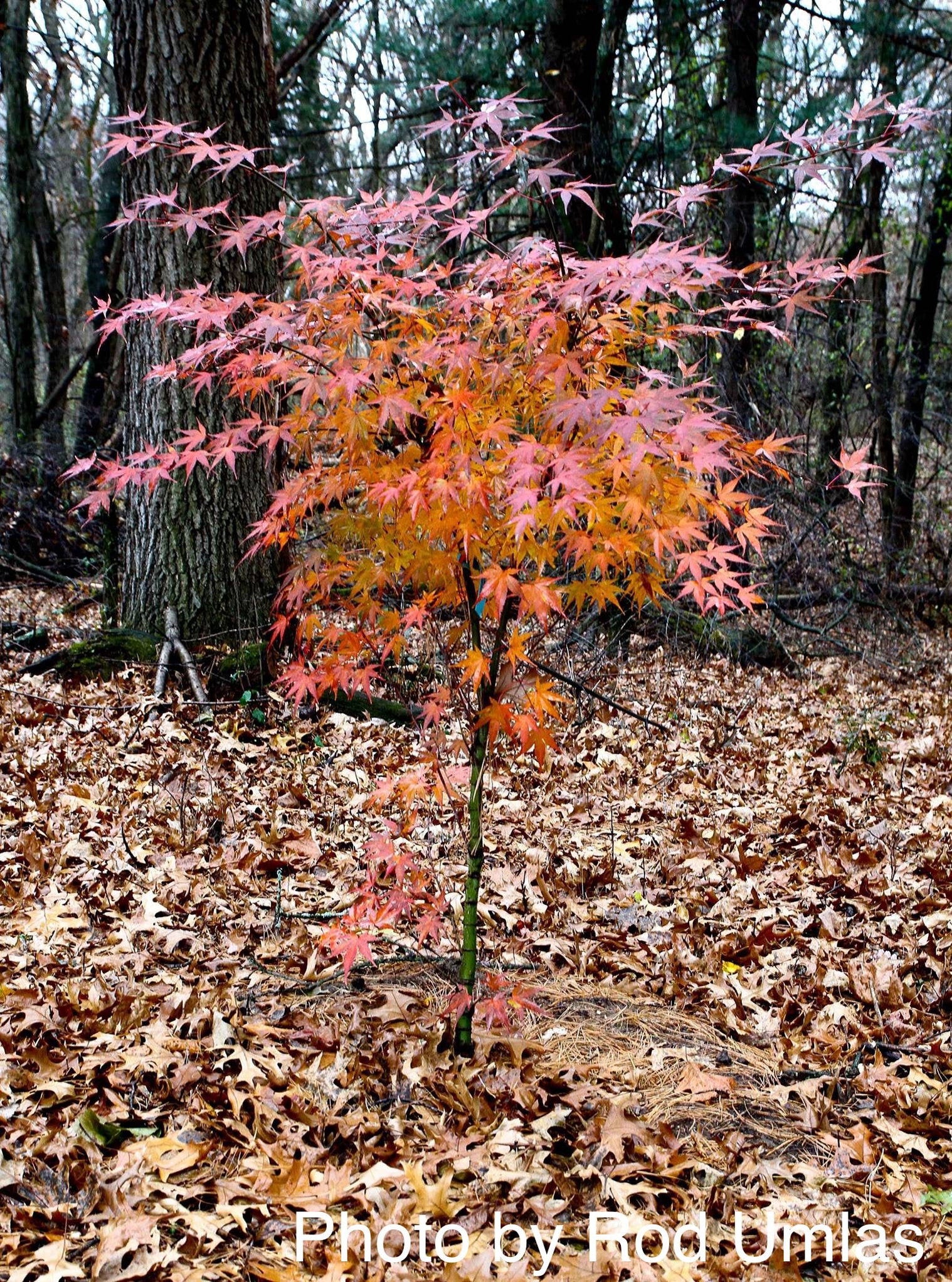 Buy Acer palmatum 'Arakawa' Rough Bark Japanese Maple — Mr Maple │ Buy ...
