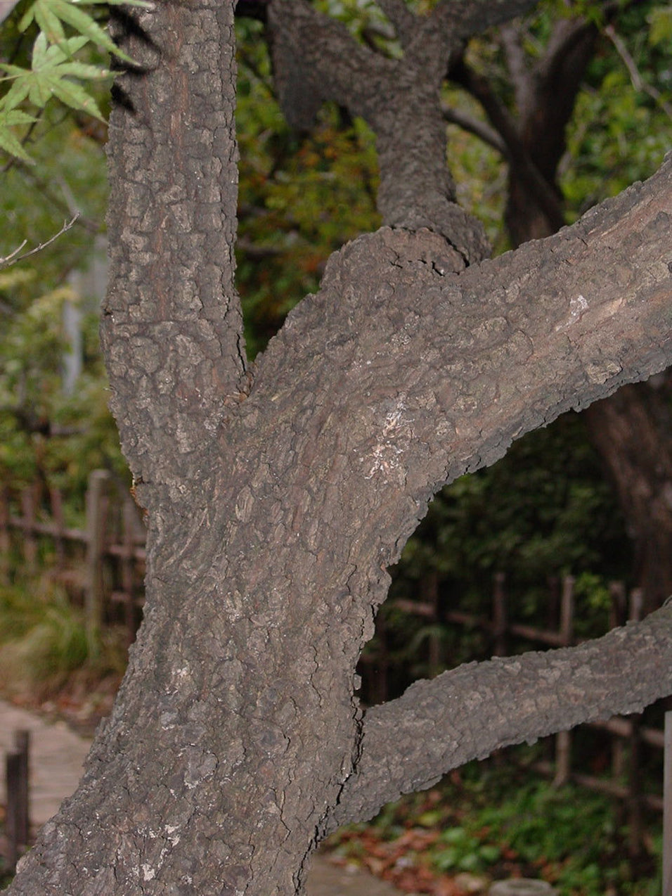 Buy Acer palmatum 'Arakawa' Rough Bark Japanese Maple — Mr Maple │ Buy ...