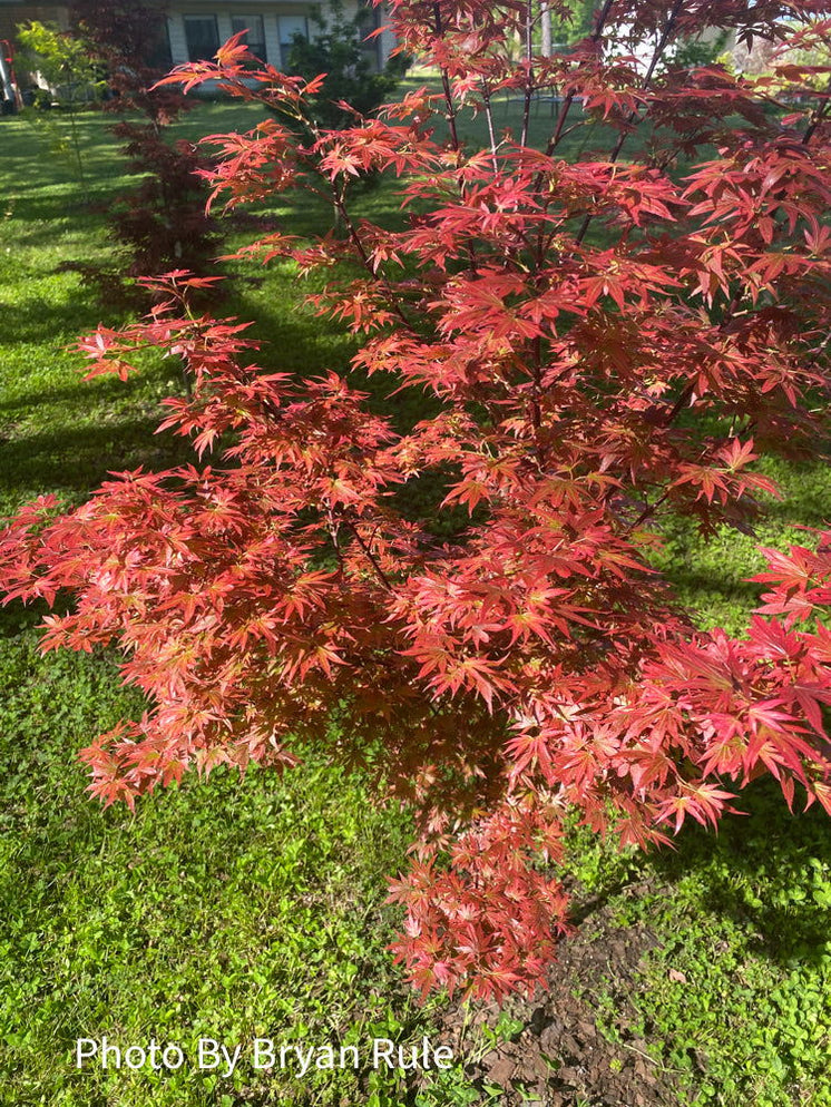 Buy Acer palmatum 'Aratama' Dwarf Japanese Maple — Mr Maple │ Buy ...