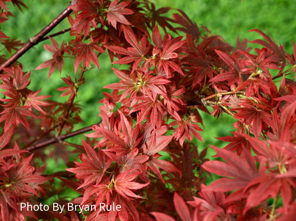 Buy Acer palmatum 'Aratama' Dwarf Japanese Maple — Mr Maple │ Buy ...