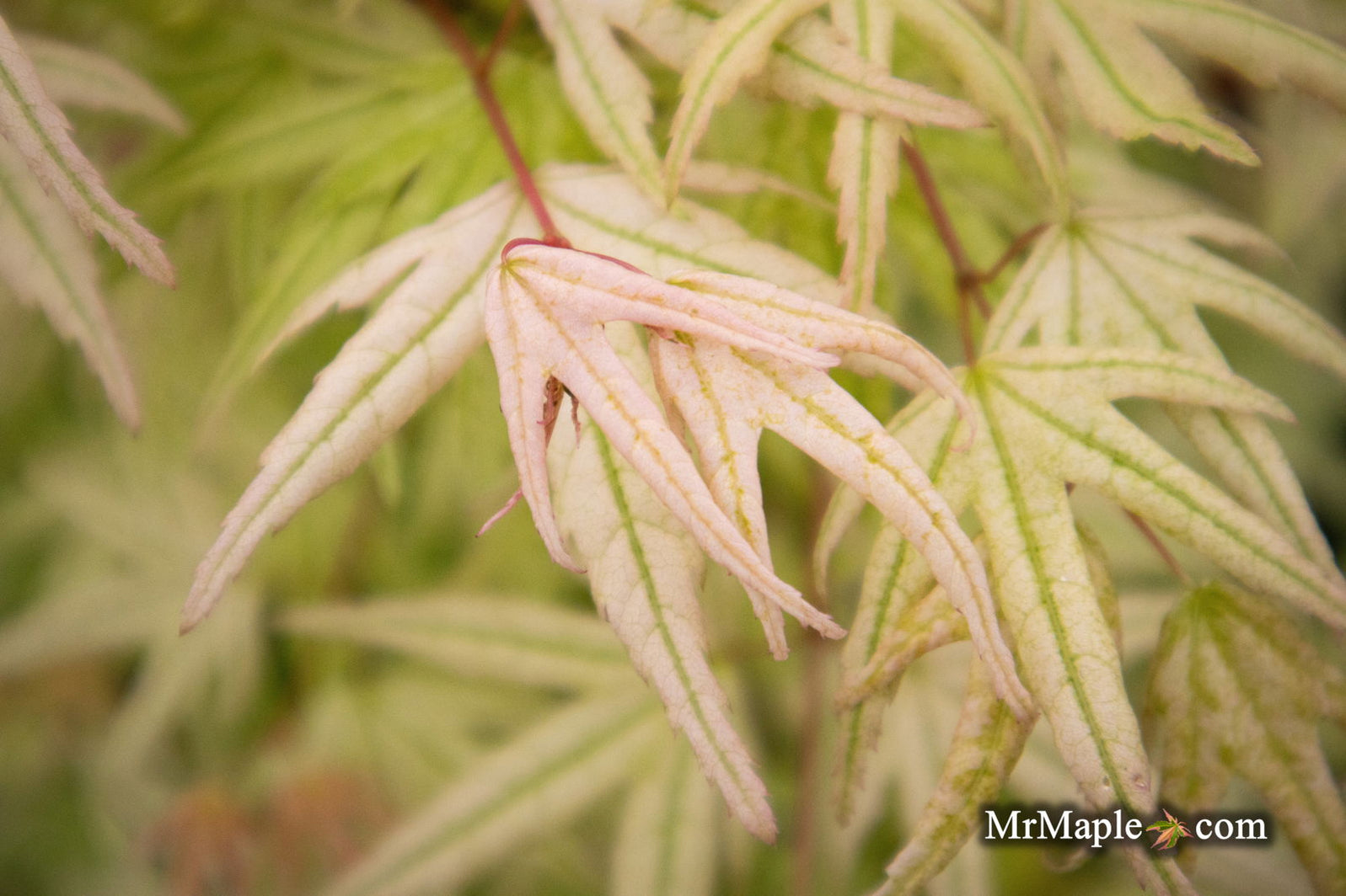 Buy Acer palmatum 'Arctic Flame' Floating Clouds Japanese Maple — Mr ...