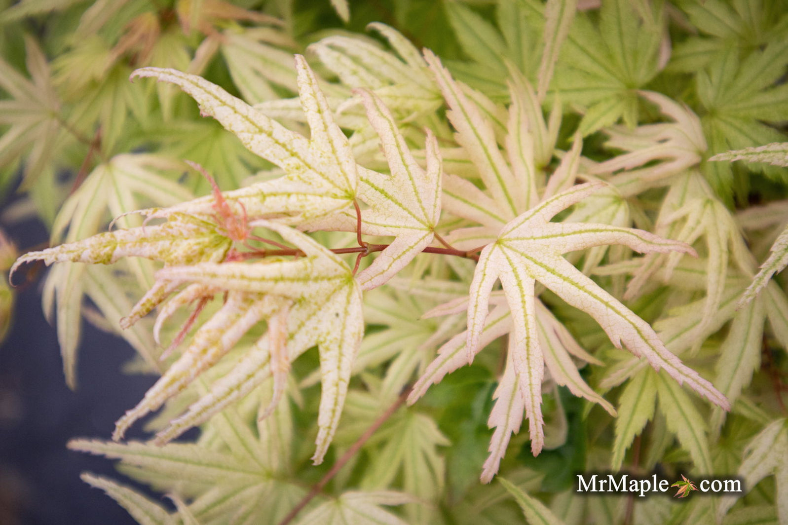 Buy Acer palmatum 'Arctic Flame' Floating Clouds Japanese Maple — Mr ...