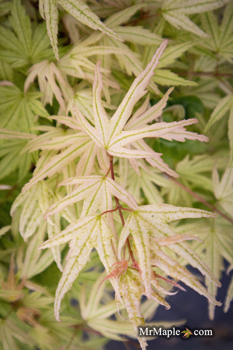 Buy Acer palmatum 'Arctic Flame' Floating Clouds Japanese Maple — Mr ...