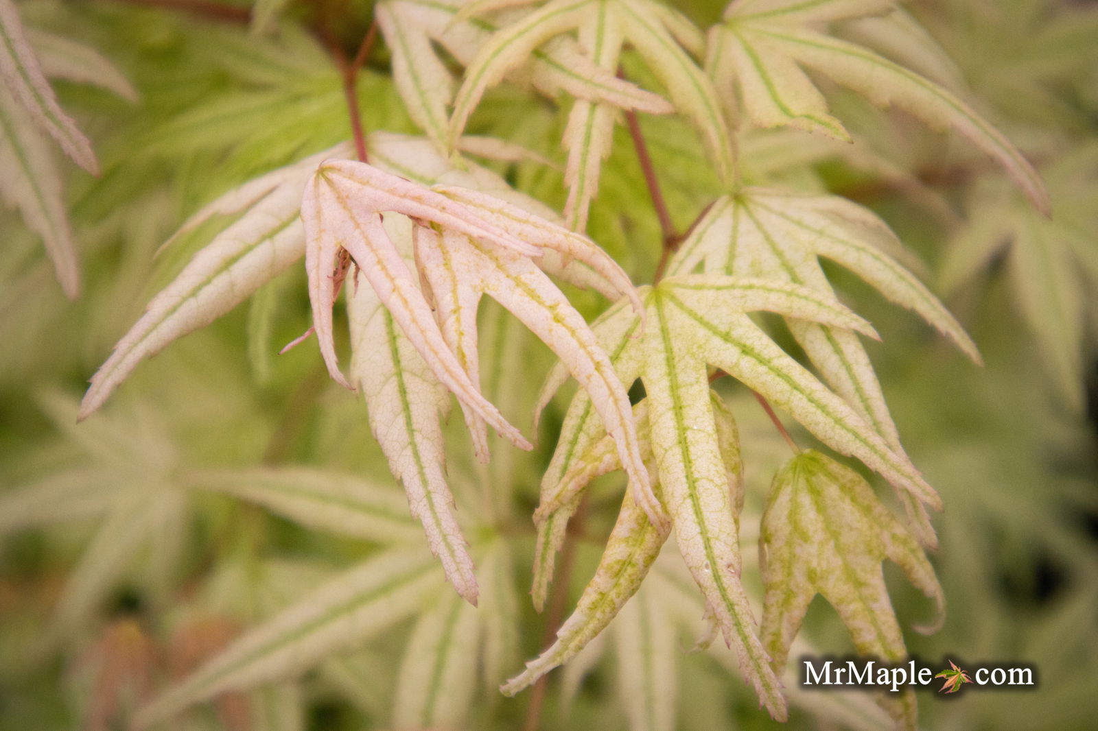 Buy Acer palmatum 'Arctic Flame' Floating Clouds Japanese Maple — Mr ...