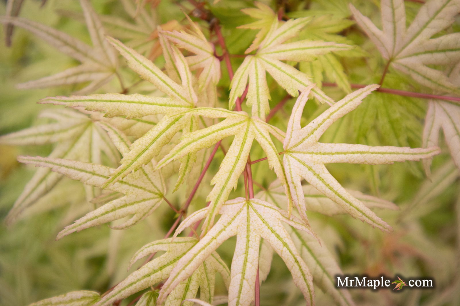 Buy Acer palmatum 'Arctic Flame' Floating Clouds Japanese Maple — Mr ...