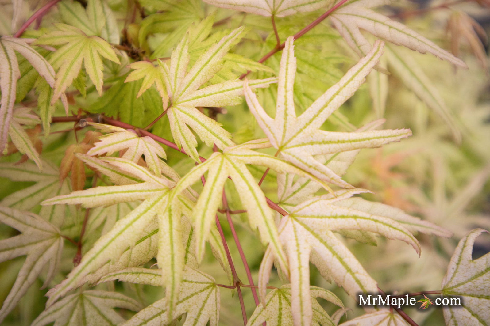 Buy Acer palmatum 'Arctic Flame' Floating Clouds Japanese Maple — Mr ...