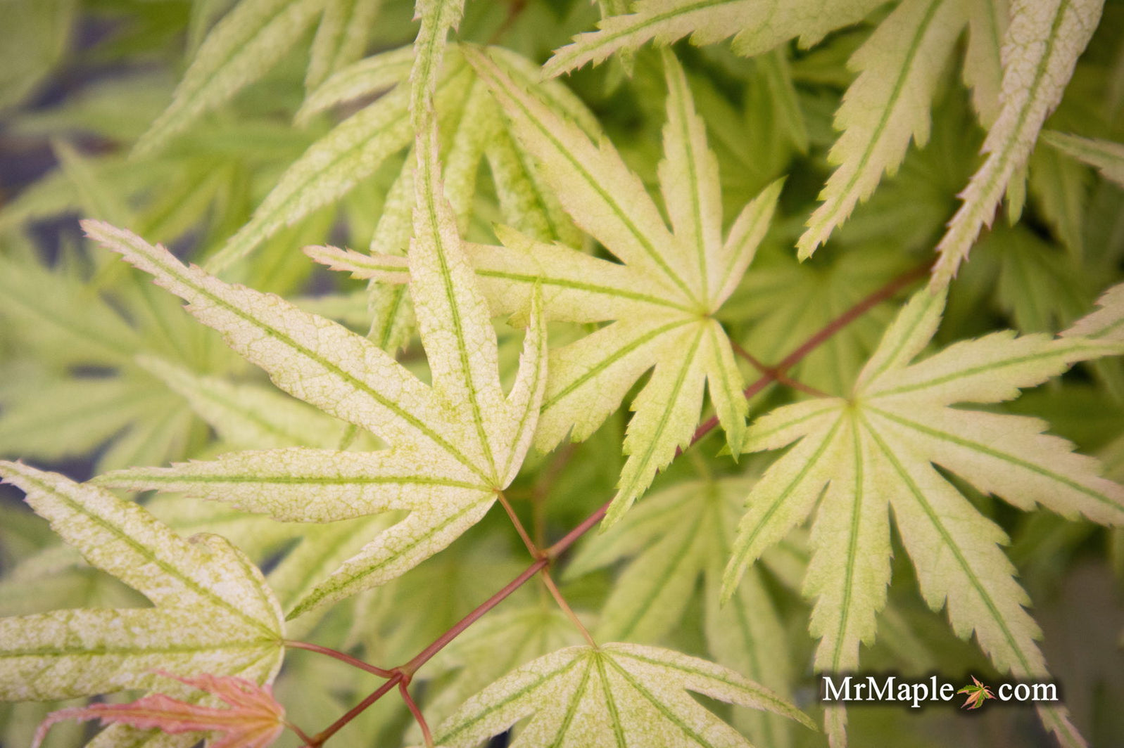 Buy Acer palmatum 'Arctic Flame' Floating Clouds Japanese Maple — Mr ...