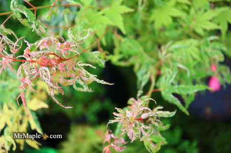 Buy Acer palmatum 'Arctic Flame' Floating Clouds Japanese Maple — Mr ...