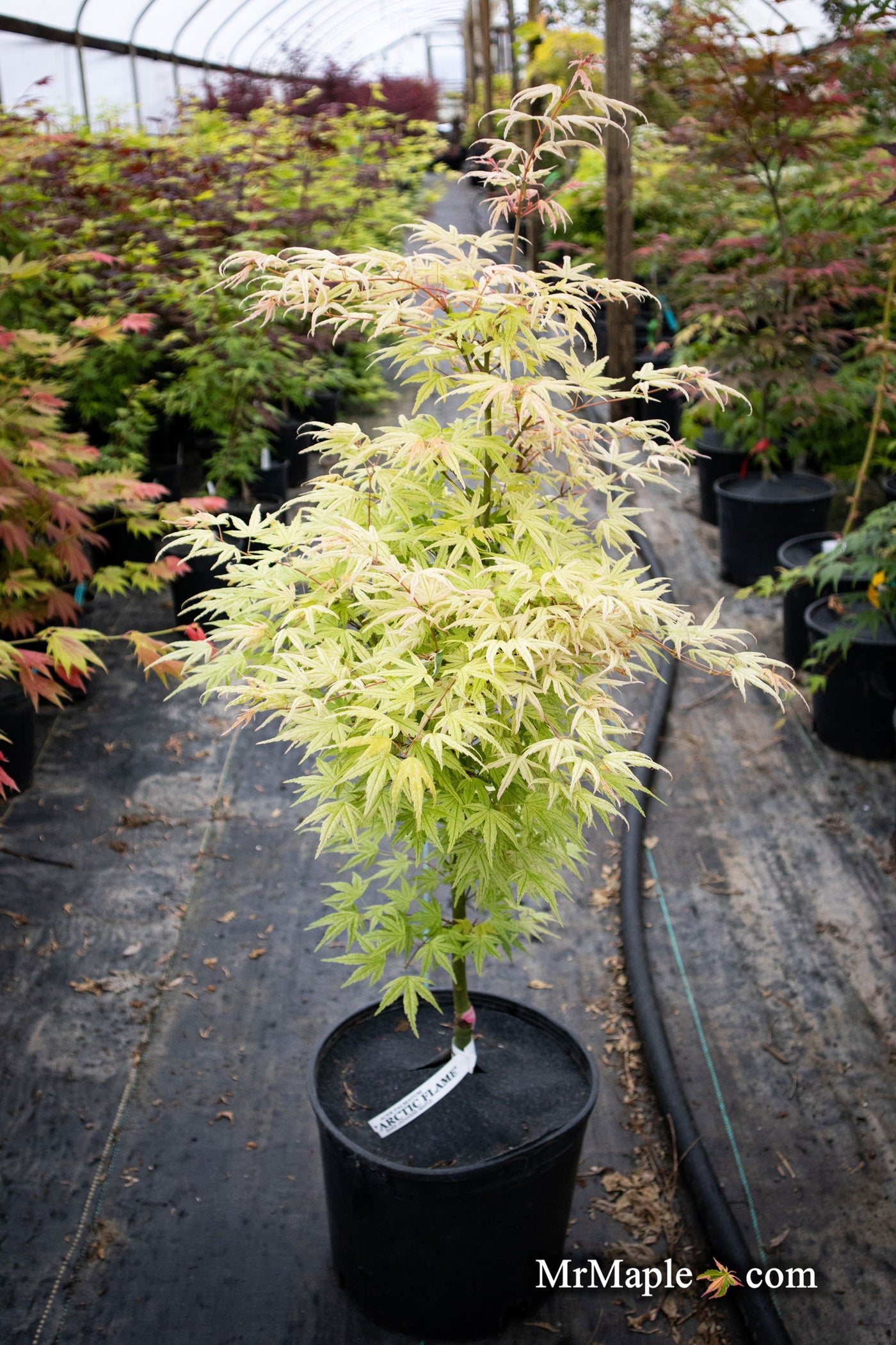 Buy Acer palmatum 'Arctic Flame' Floating Clouds Japanese Maple — Mr ...