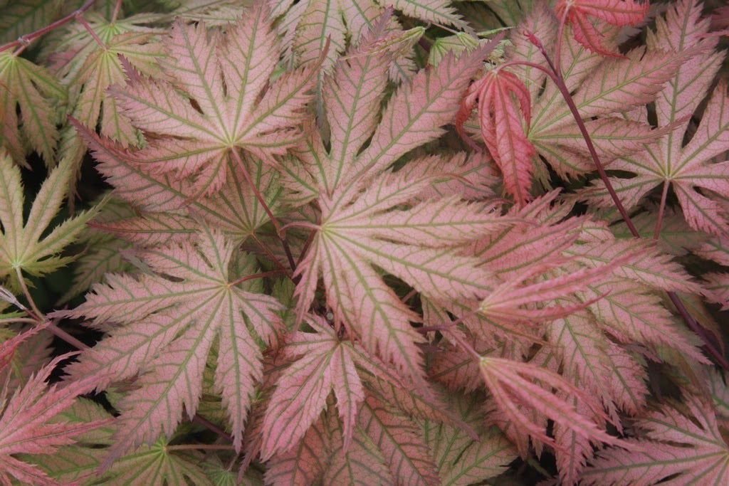 Buy Maples — Mr Maple │ Buy Japanese Maple Trees