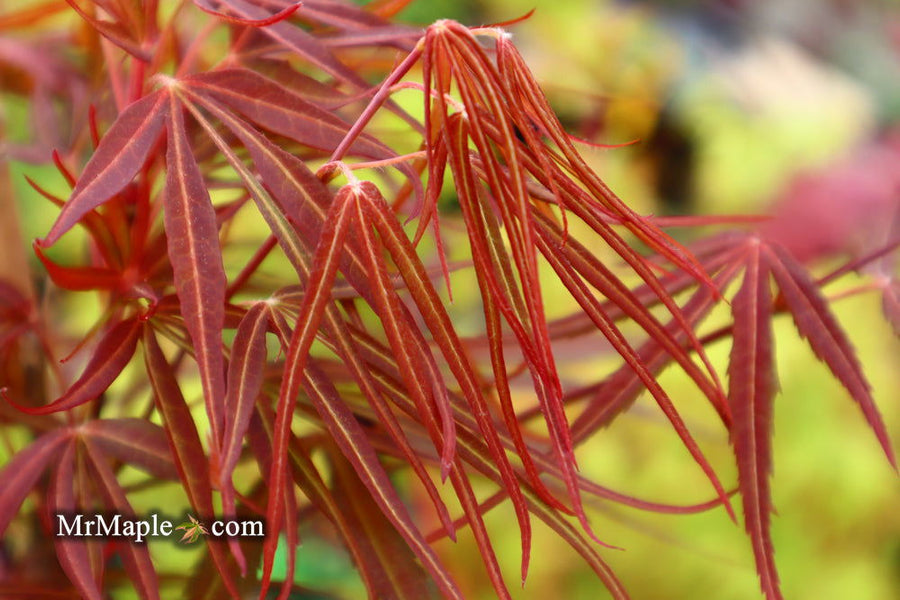 Buy Acer palmatum 'Atrolineare' Japanese Maple — Mr Maple │ Buy ...