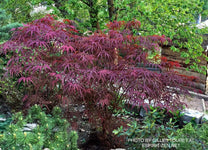Buy Acer palmatum 'Atrolineare' Japanese Maple — Mr Maple │ Buy ...