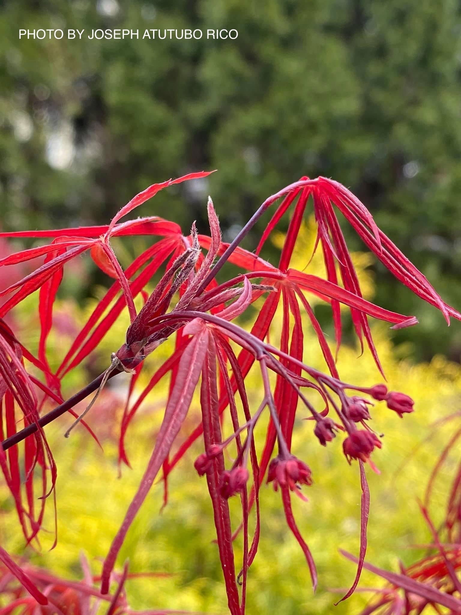 Buy Acer palmatum 'Atrolineare' Japanese Maple — Mr Maple │ Buy ...