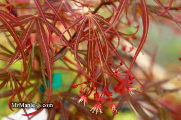 Buy Acer palmatum 'Atrolineare' Japanese Maple — Mr Maple │ Buy ...