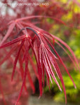 Buy Acer palmatum 'Atrolineare' Japanese Maple — Mr Maple │ Buy ...