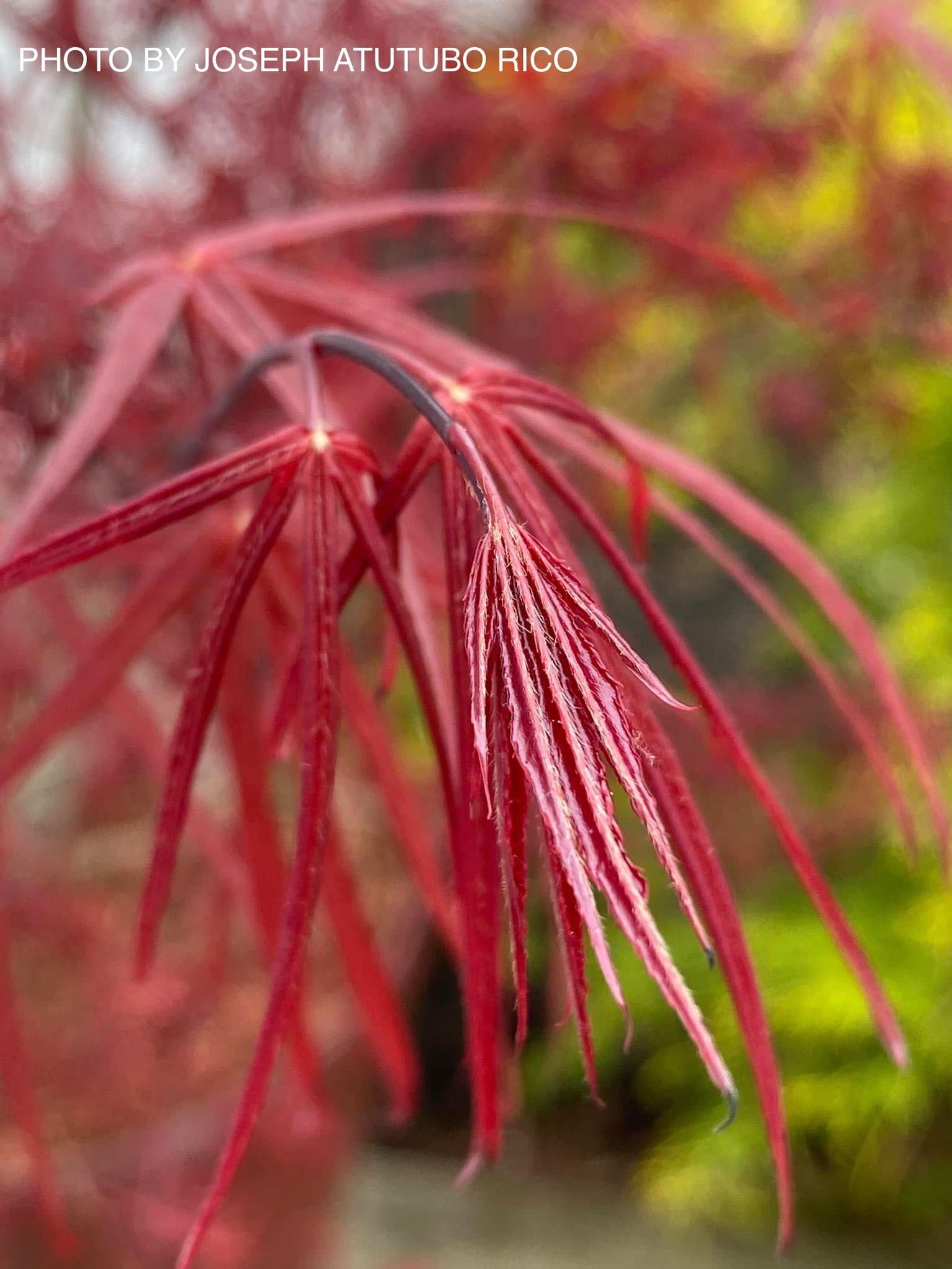 Buy Acer palmatum 'Atrolineare' Japanese Maple — Mr Maple │ Buy ...