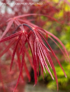 Buy Acer palmatum 'Atrolineare' Japanese Maple — Mr Maple │ Buy ...