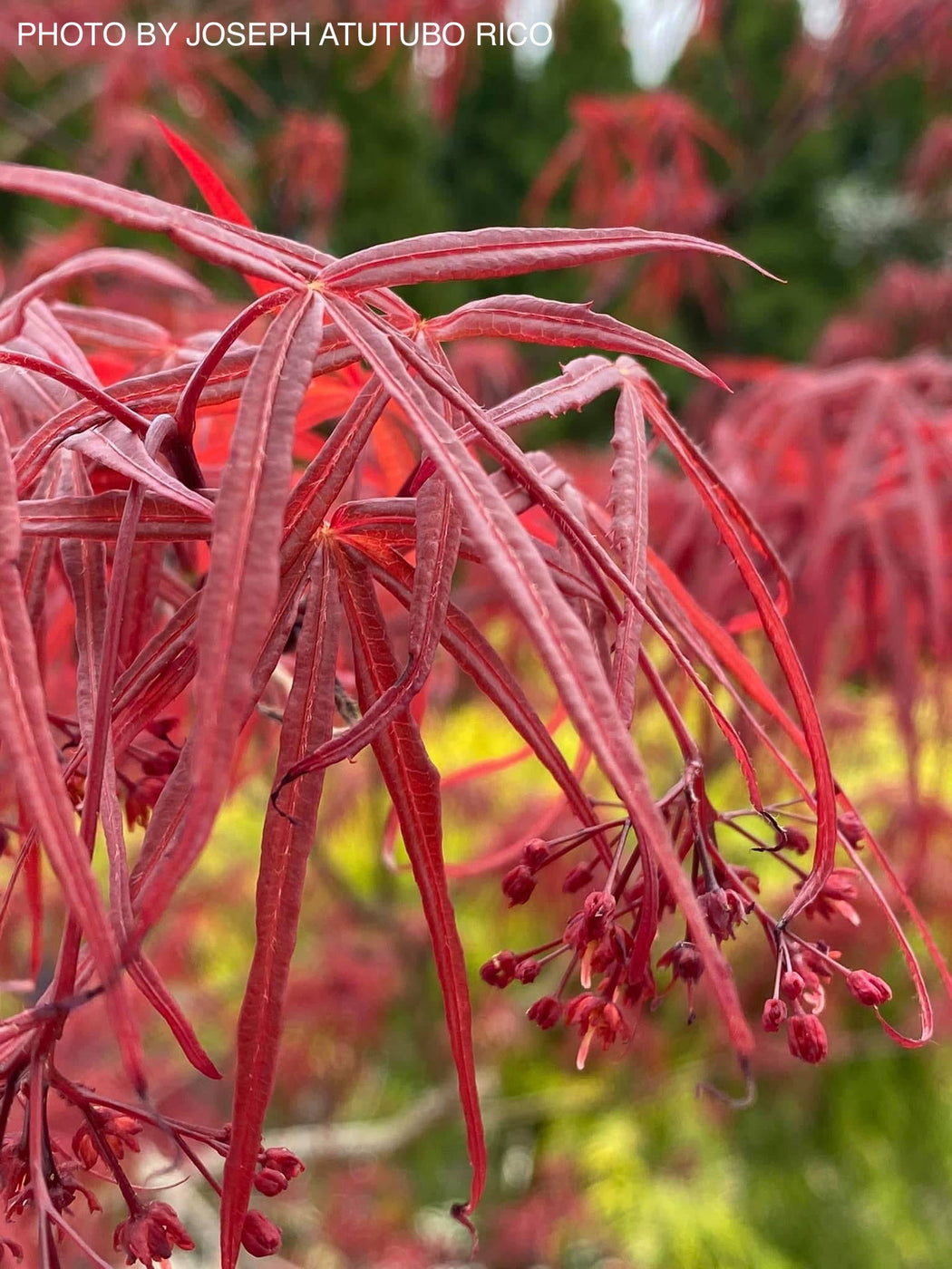 Buy Acer palmatum 'Atrolineare' Japanese Maple — Mr Maple │ Buy ...