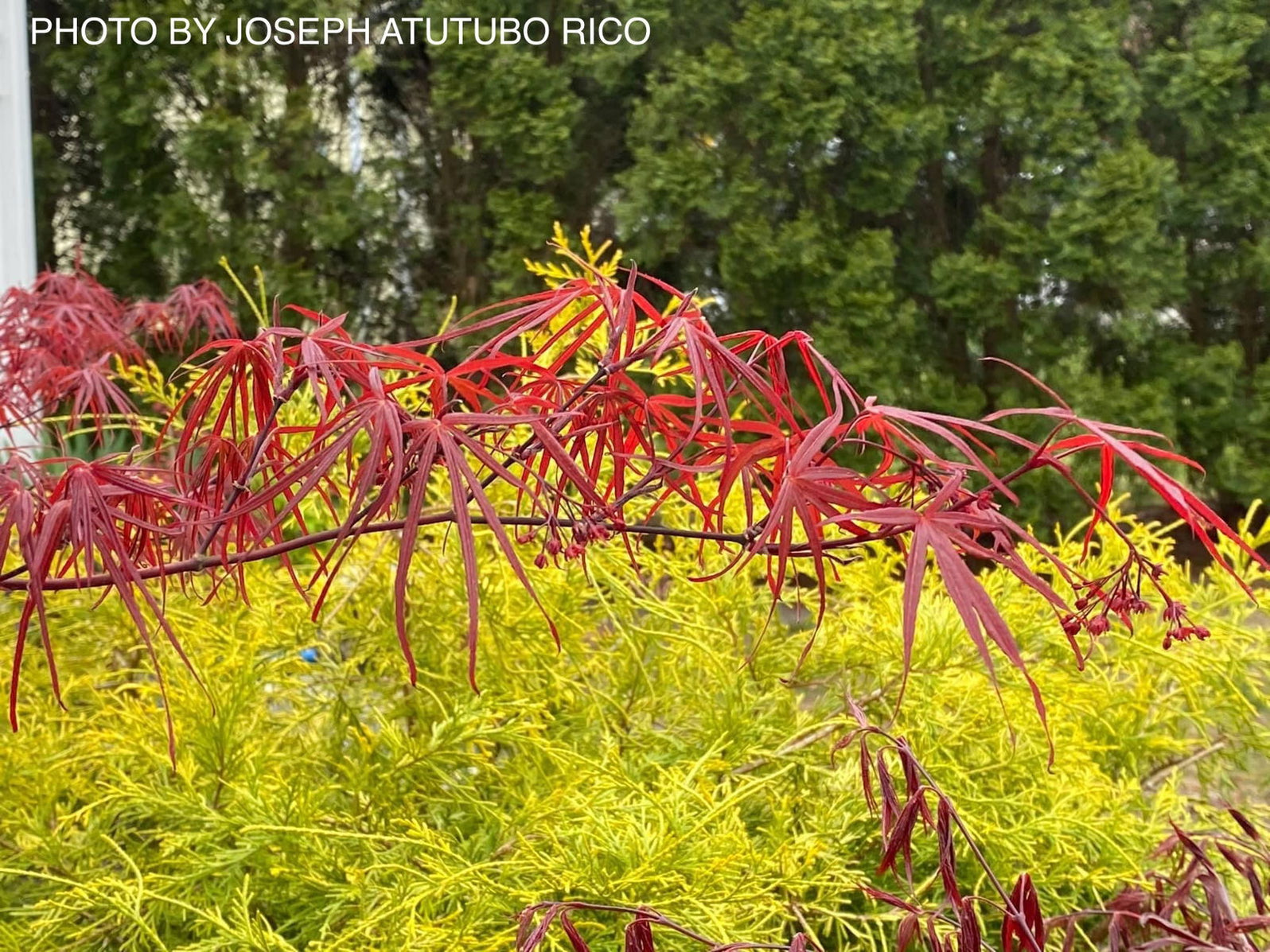 Buy Acer palmatum 'Atrolineare' Japanese Maple — Mr Maple │ Buy ...
