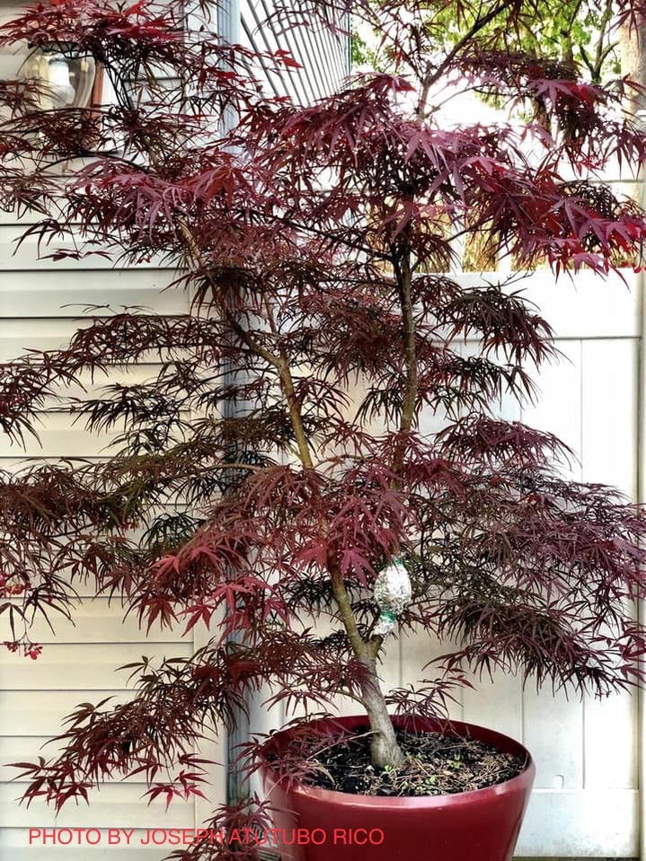 Buy Acer palmatum 'Atrolineare' Japanese Maple — Mr Maple │ Buy ...