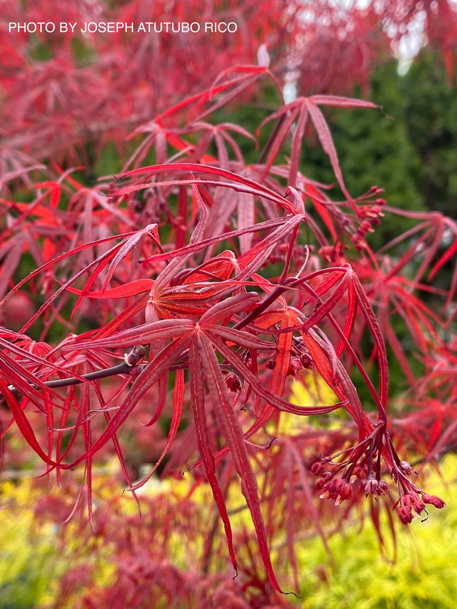 Buy Acer palmatum 'Atrolineare' Japanese Maple — Mr Maple │ Buy ...
