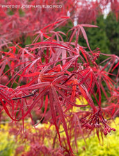 Buy Acer palmatum 'Atrolineare' Japanese Maple — Mr Maple │ Buy ...