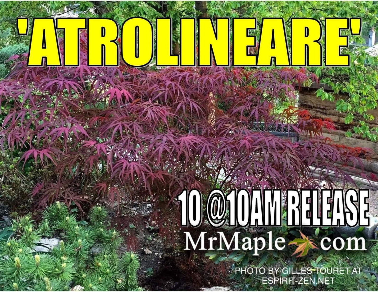 Buy Acer palmatum 'Atrolineare' Japanese Maple — Mr Maple │ Buy ...